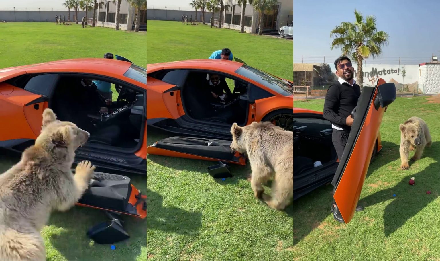 Arab Sheikh Laughs When His Pet Bear Pulls Door Off His Lamborghini ...